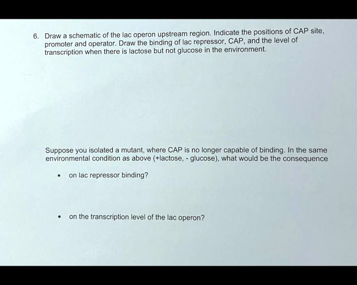 draw schematic of the lac operon upstream region indicate the positions ...
