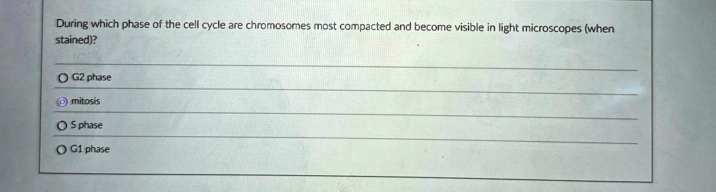 During which phase of the cell cycle are chromosomes most compacted and ...