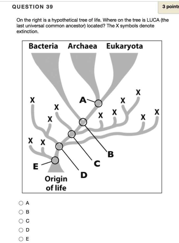 question 39 3 point on the right is a hypothetical tree of life where ...