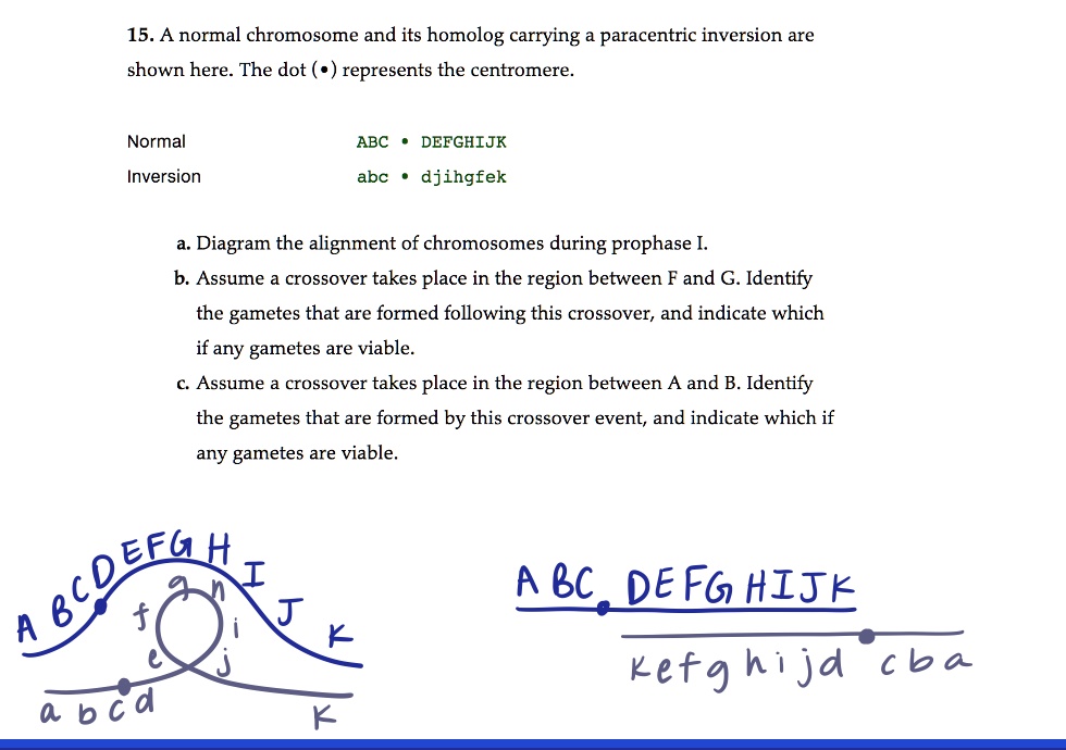 SOLVED: 15. A normal chromosome and its homolog carrying a paracentric ...