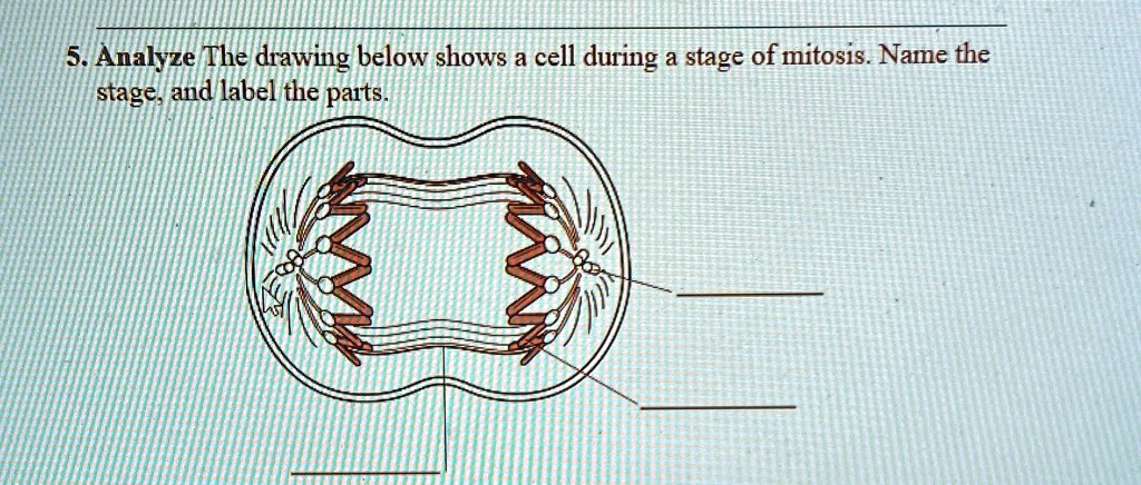 5. Analyze The drawing below shows a cell during a stage of mitosis ...