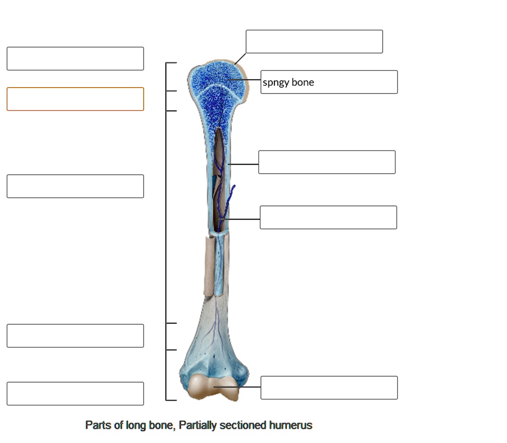 Label parts of the bone spongy bone Parts of a long bone, Partially ...