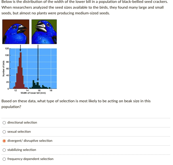 Below is the distribution of the width of the lower bill in a ...