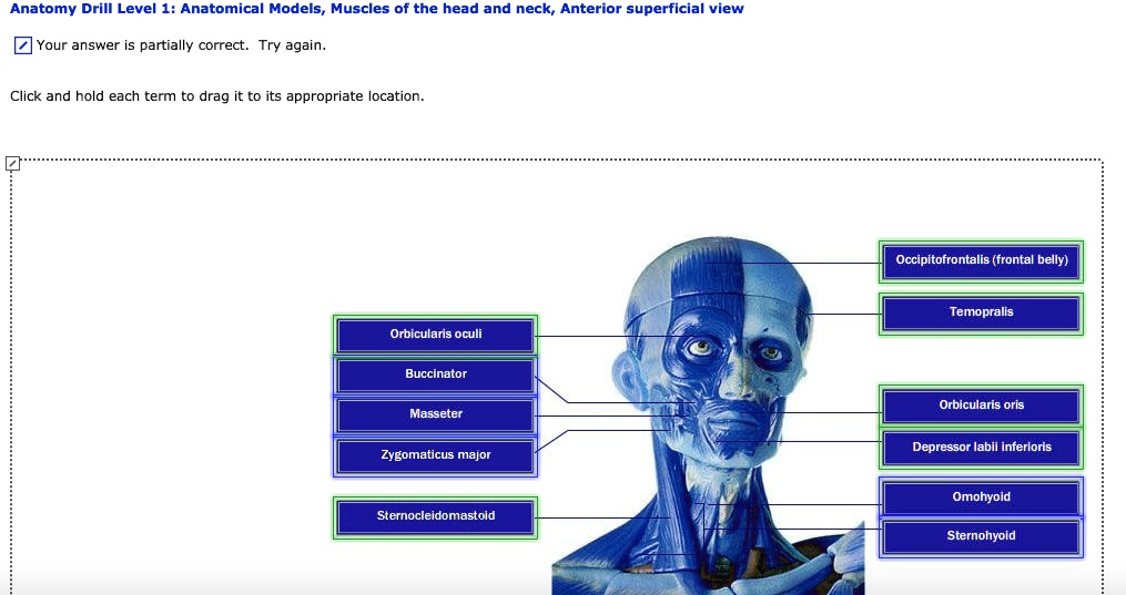 Anatomy Drill Level 1: Anatomical Models, Muscles of the head and neck ...