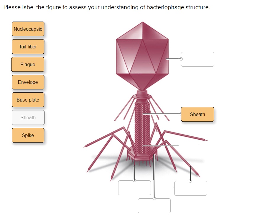 SOLVED: Please label the figure to assess your understanding of ...