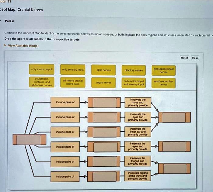 apter 13 cept Map: Cranial Nerves Part A Complete the Concept Map to ...