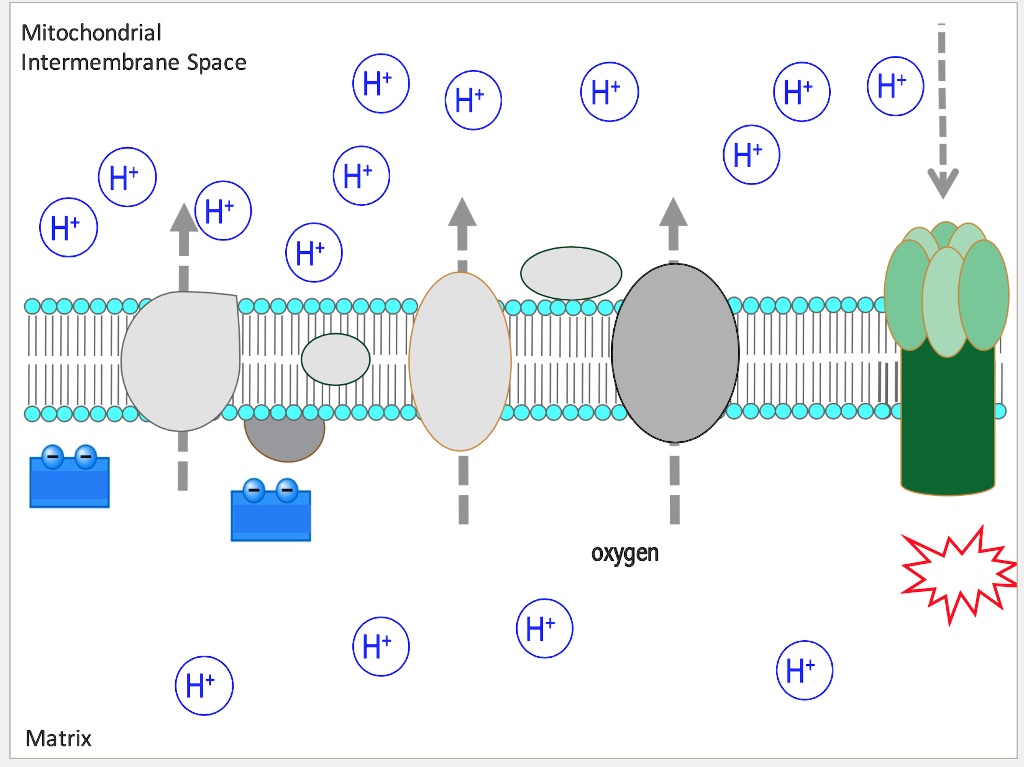 SOLVED: Mitochondrial Intermembrane Space H+ H oxygen Matrix