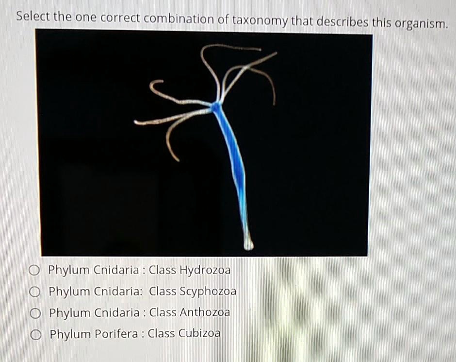 Select the one correct combination of taxonomy that describes this ...