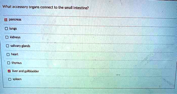 What accessory organs connect to the small...