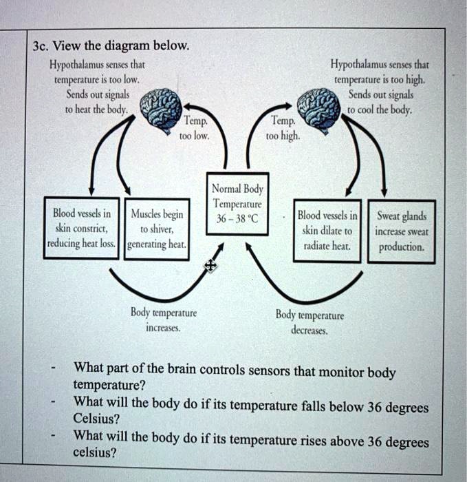 3c view the diagram below hypothalamus senses that temperature is too ...