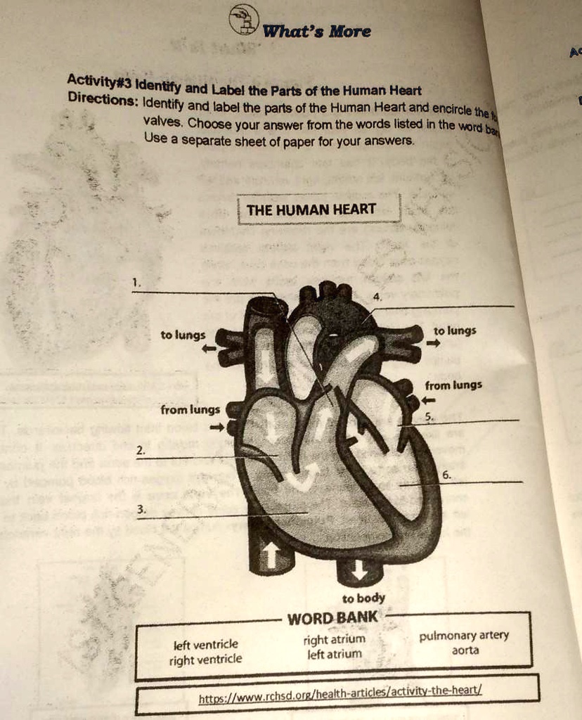 What's More Activity#3 Identify and Label the Parts of the Human Heart ...