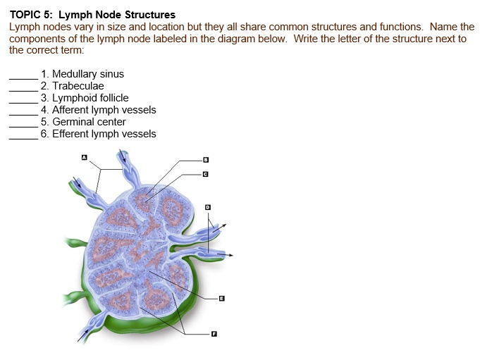 SOLVED: TOPIC 5: Lymph Node Structures Lymph nodes vary in size and ...