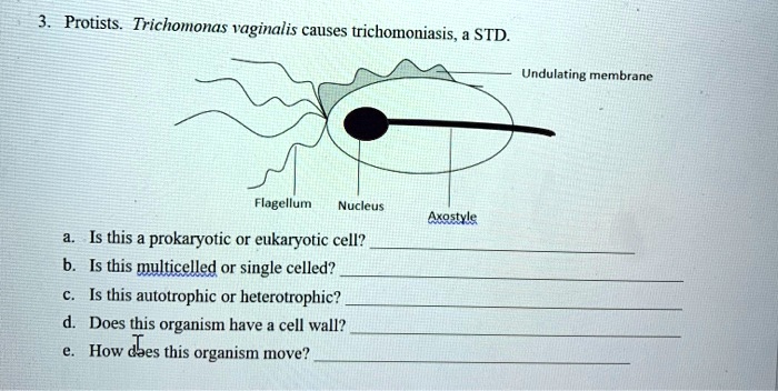 SOLVED: Protists. Trichomonas vaginalis causes trichomoniasis, an STD ...