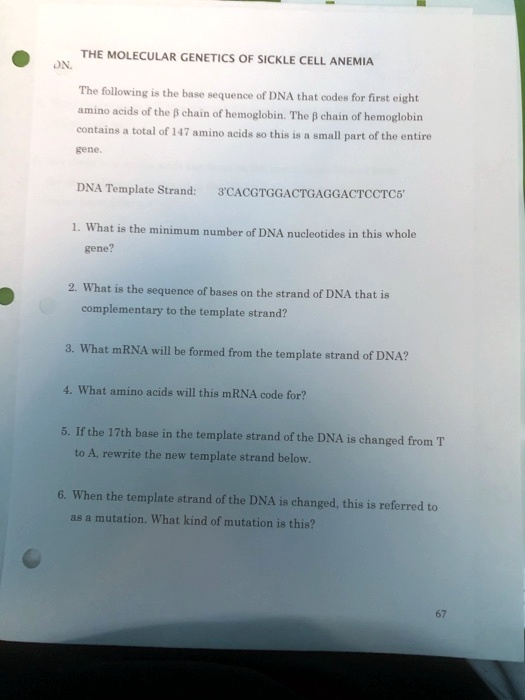 SOLVED: ON THE MOLECULAR GENETICS OF SICKLE CELL ANEMIA The following ...