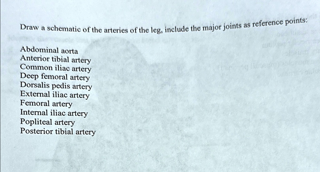 Draw a schematic of the arteries of the leg, include the major joints ...