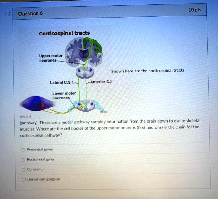 Question 6 Corticospinal tracts Upper motor neurnones Lateral C.S.T ...