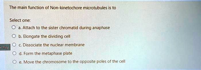 The main function of Non-kinetochore microtubules is...