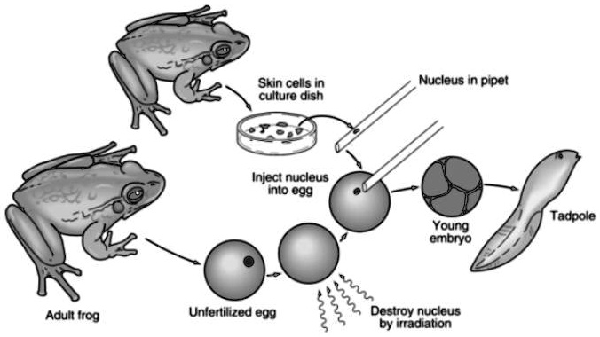 SOLVED: The diagram below shows the procedure scientists used to clone ...