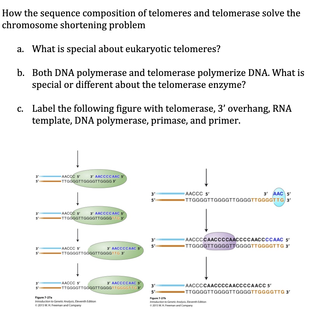 how the sequence composition of telomeres and telomerase solve the ...