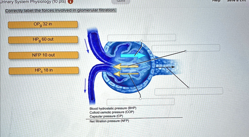 Urinary System Physiology (10 pts) Correctly label the forces involved ...