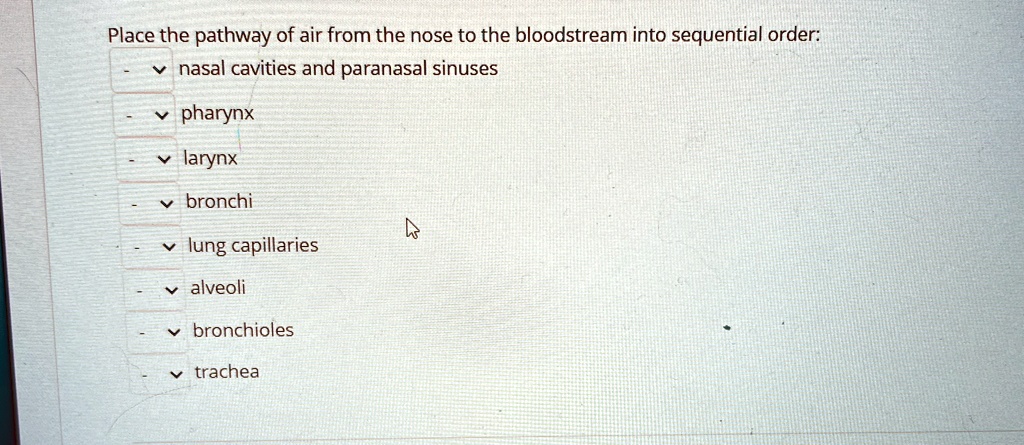 Place the pathway of air from the nose to the bloodstream into ...