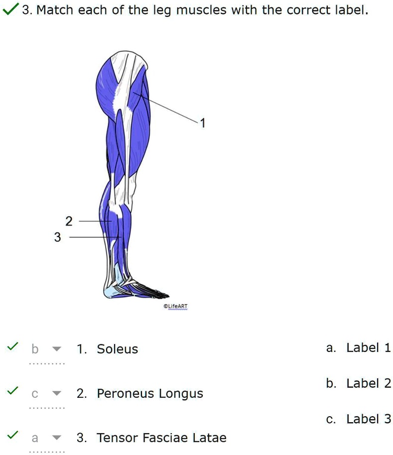 3. Match each of the leg muscles with the correct label. 2 3 b 1 ...