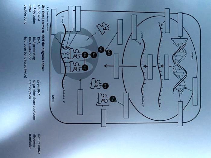 Use these terms to label the diagram above: Amino acid mRNA codon tRNA ...