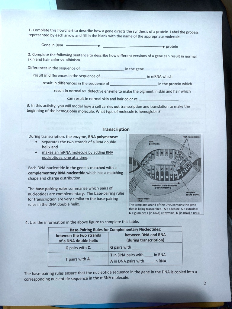 complete this flowchart to describe how a gene directs the synthesis of ...