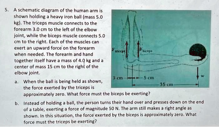 SOLVED: 5. A schematic diagram of the human arm is shown holding a ...