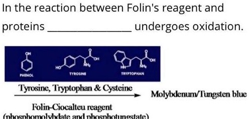 SOLVED: In the reaction between Folin's reagent and proteins, undergoes ...