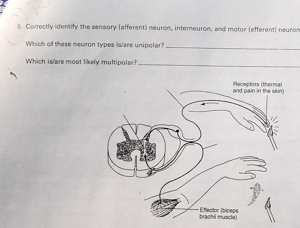SOLVED: 8. Correctly identify the sensory (afferent) neuron ...