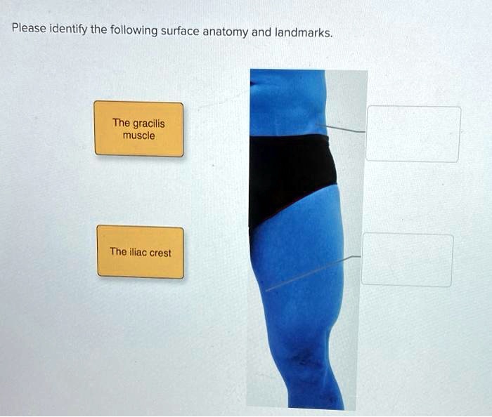 SOLVED: Please identify the following surface anatomy and landmarks The ...