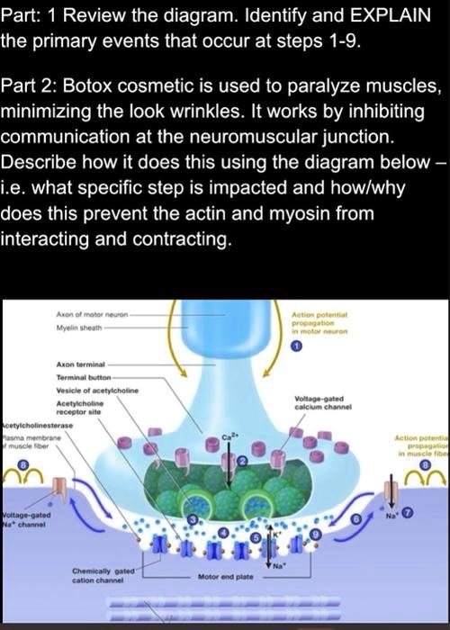 Text: Part 1: Review the diagram: Identify and EXPLAIN the primary ...