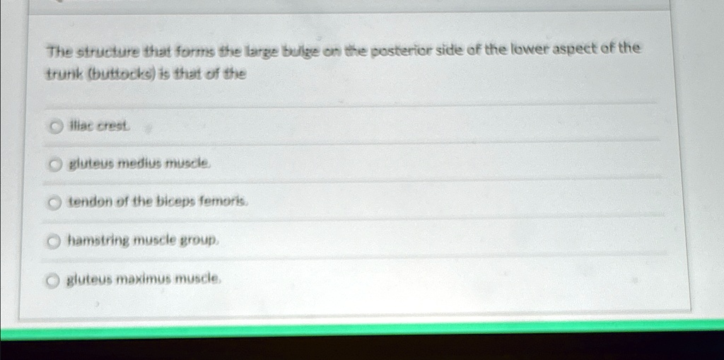 The structure that forms the large bulge on the posterior side of the ...