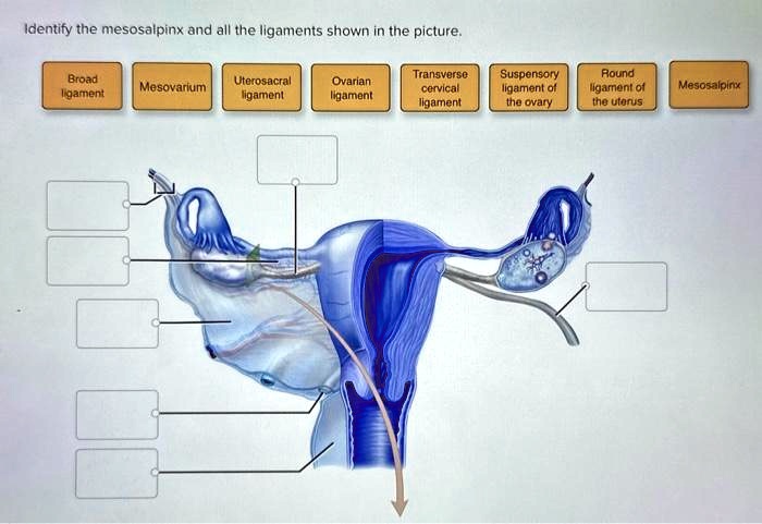 Identify the mesosalpinx and all the ligaments shown in the picture ...