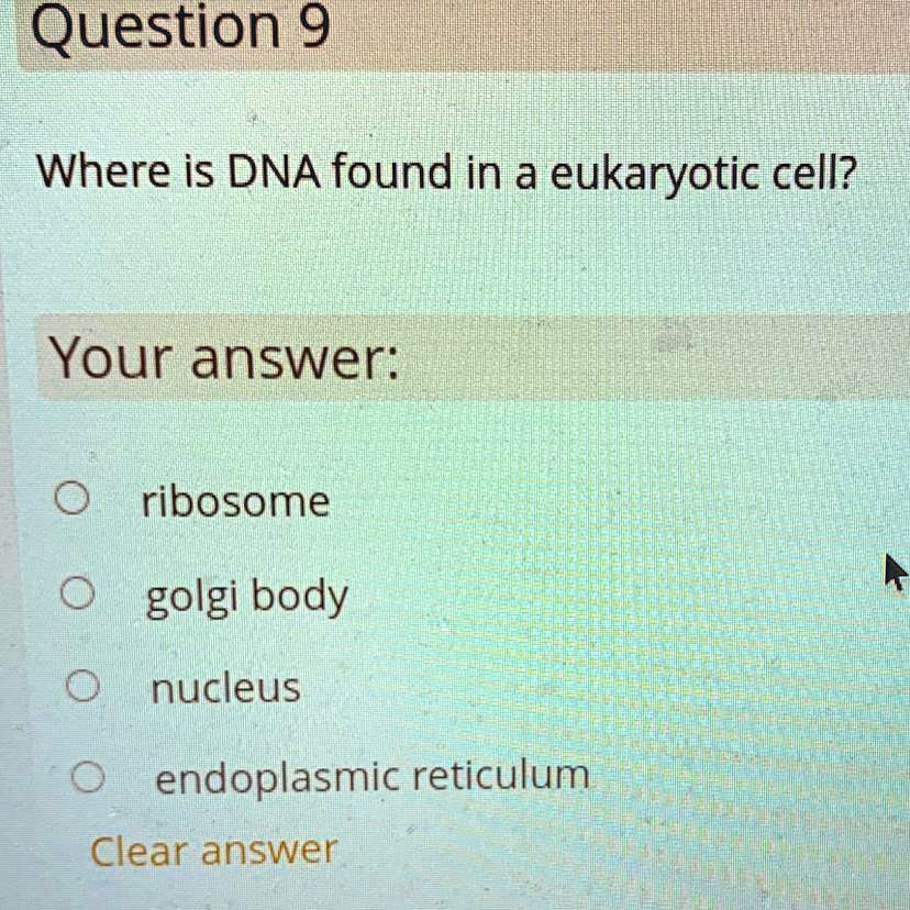 'Where is DNA found in a eukaryotic cell? Your answer: A) ribosome B ...