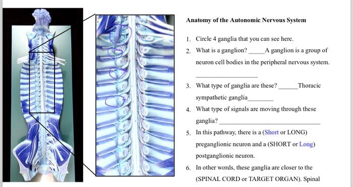 SOLVED: Anatomy of the Autonomic Nervous System 1. Circle 4 ganglia ...