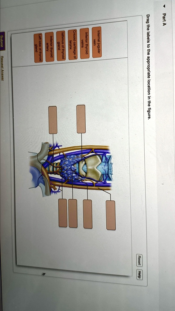 Part A Drag the labels to the appropriate location in the figure. Help Part A: artery, gland ...