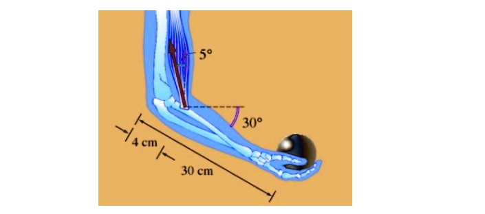 SOLVED: A person holds in his hand a mass of 5 kg, his forearm making an angle of 30Â° below the ...