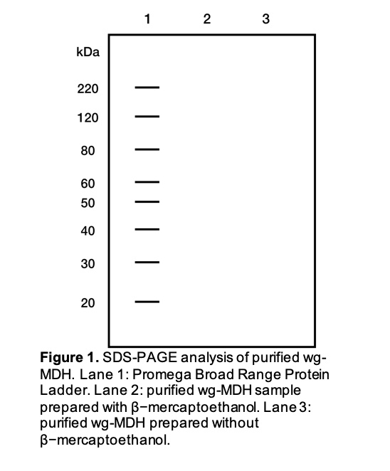SOLVED:kDa 220 120 80 60 50 40 30 20 Figure 1. SDS-PAGE analysis of ...