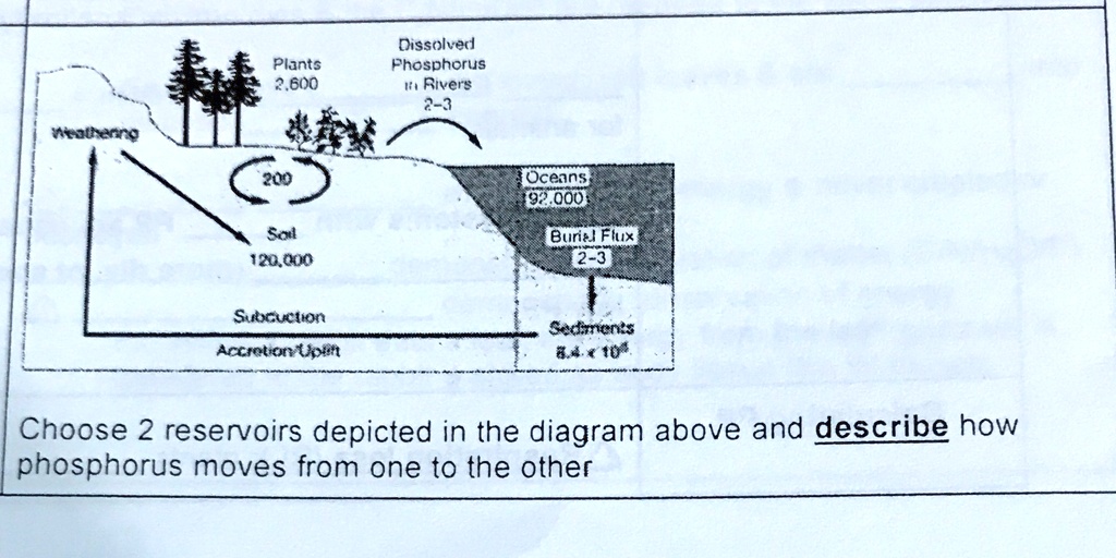 dissolved phosphorus rivers plants 2600 200 oceans 5200 sal 2q0o buna ...