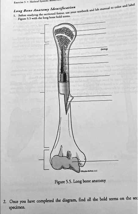 Bone Test For Anatomy Anatomy Drawing Diagram