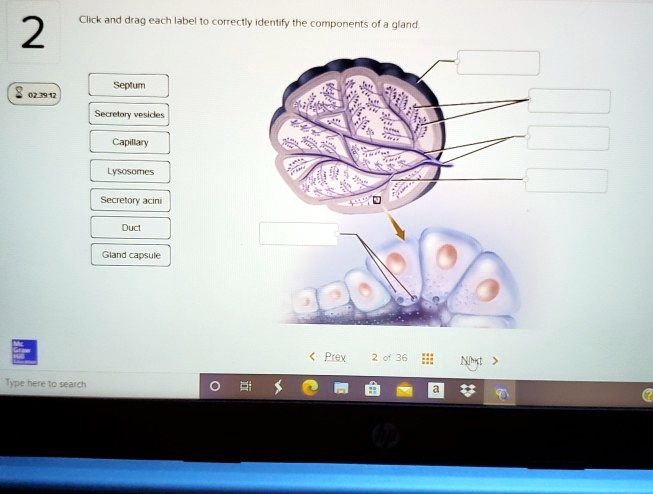 2 click and drag each label to correctly identify the components of a gland 2 septum secretory ...
