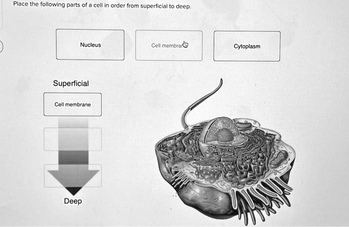 SOLVED: Place the following parts of a cell in order from superficial ...