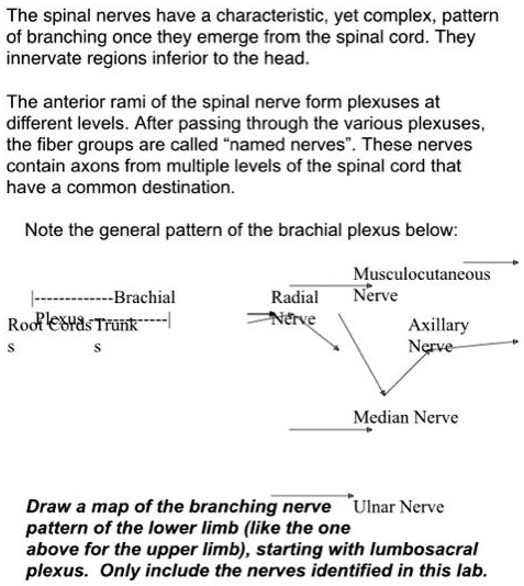 the spinal nerves have a characteristic yet complex pattern branching ...