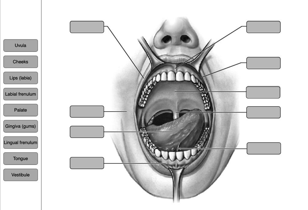 Solved Uvula Cheeks Lips Labia Labial Frenulum Palate Gingiva Gums Lingual Frenulum Tongue
