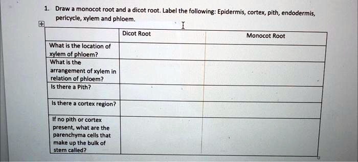 1. Draw a monocot root and a dicot root. Label the following: Epidermis ...