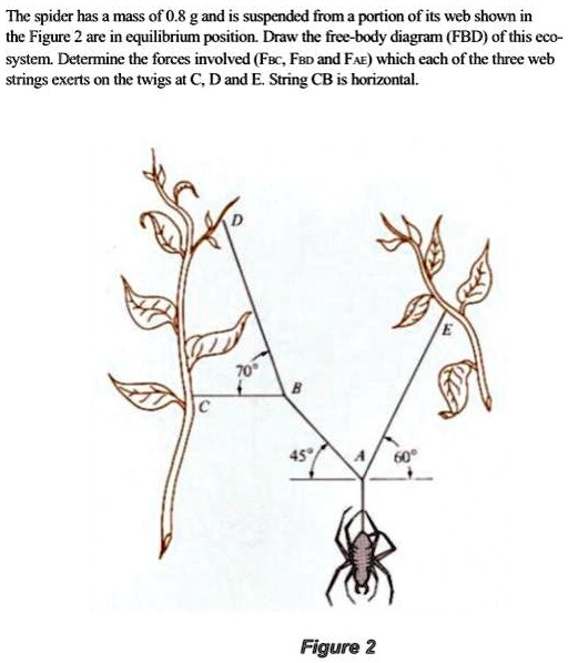 the spider has mass of 08 g and is suspended from portion of its web ...
