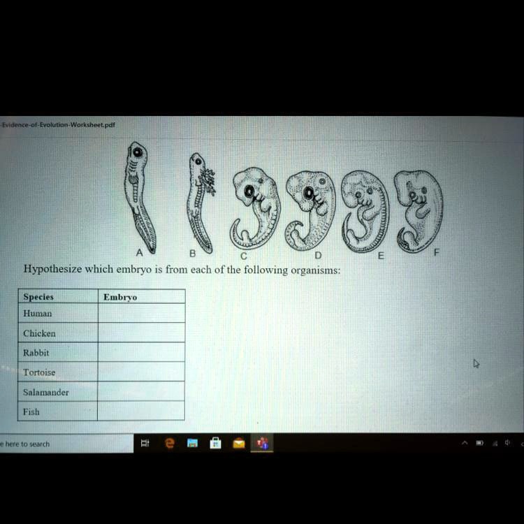 SOLVED: Help please! Tell me which one goes where. Hypothesize which embryo is from each of the ...