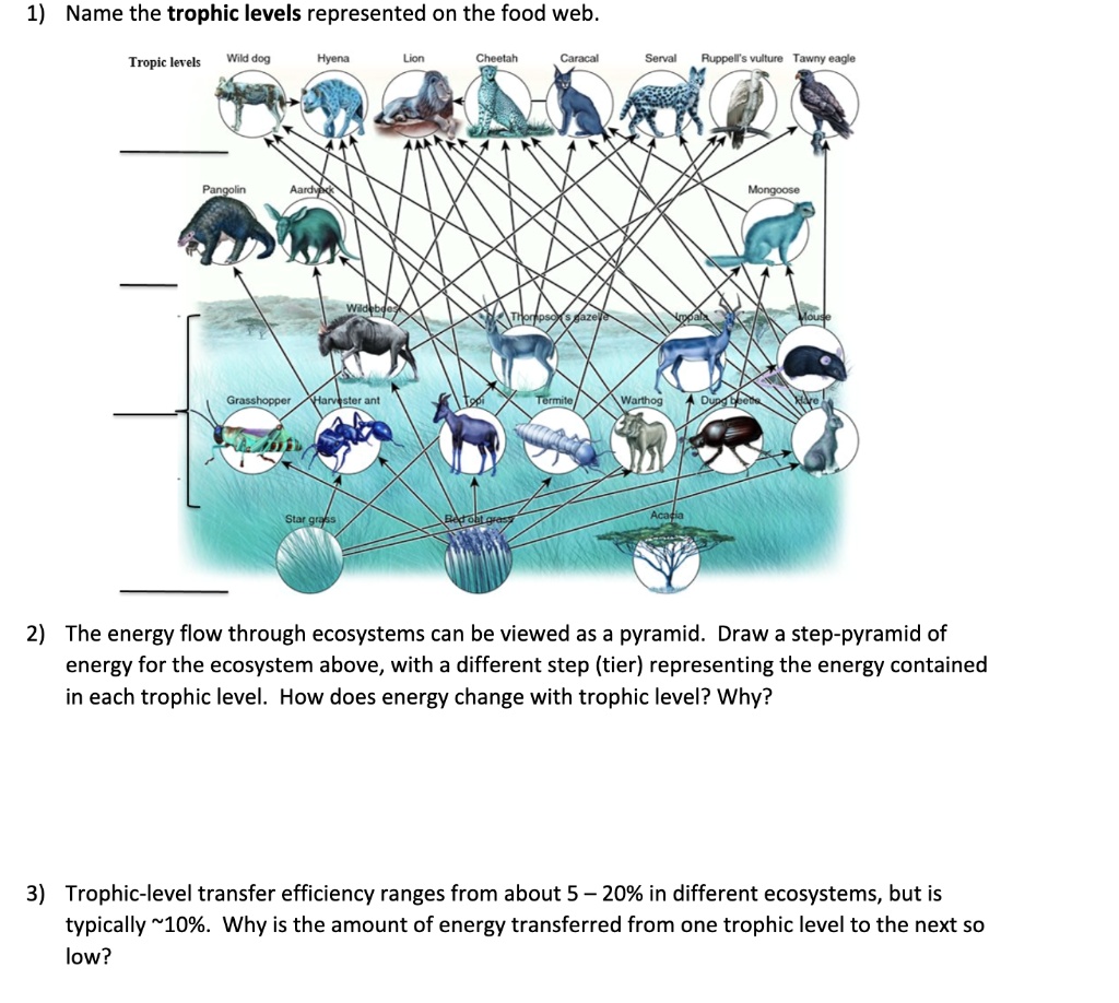 1) Name the trophic levels represented on the food web. Tropic levels Wild dog Hyena Lion ...